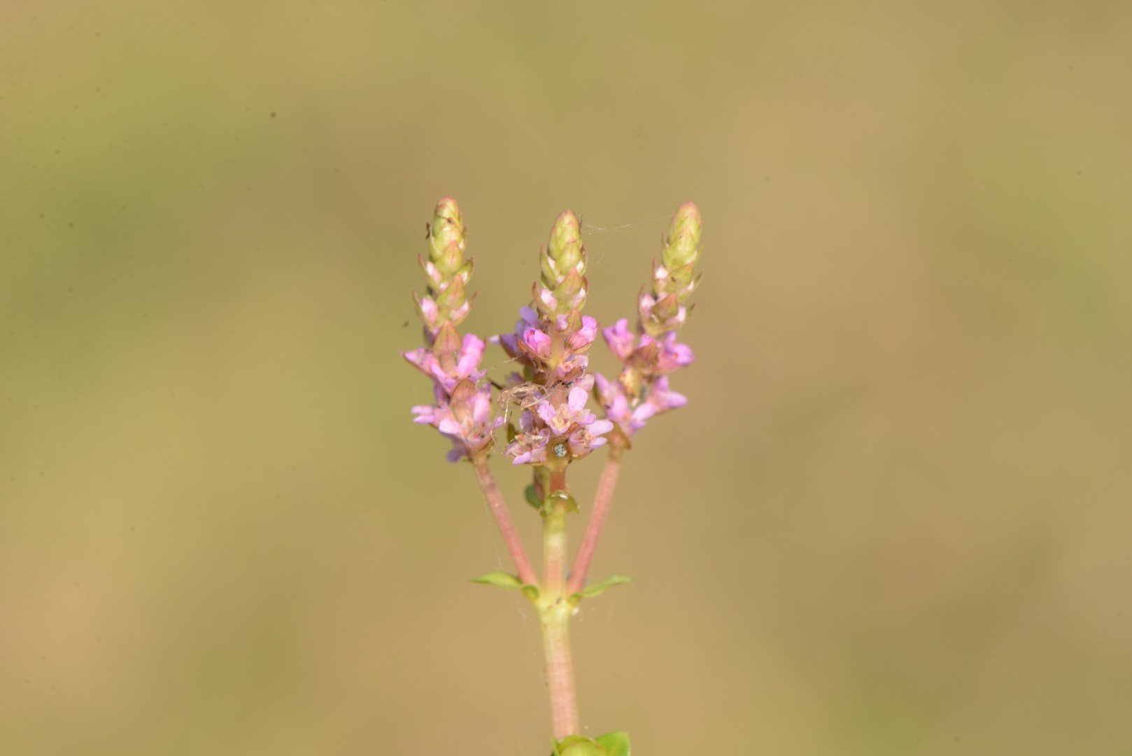 Dwarf rotala Care (Watering, Fertilize, Pruning, Propagation) - PictureThis