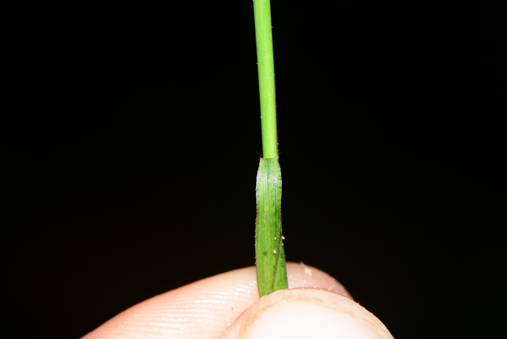 Chrysopogon aciculatus - PictureThis