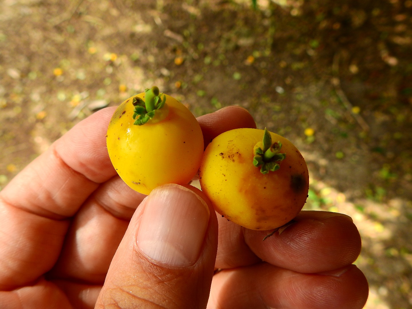 Dovyalis caffra 照顧，種植，繁殖，開花時間 - PictureThis