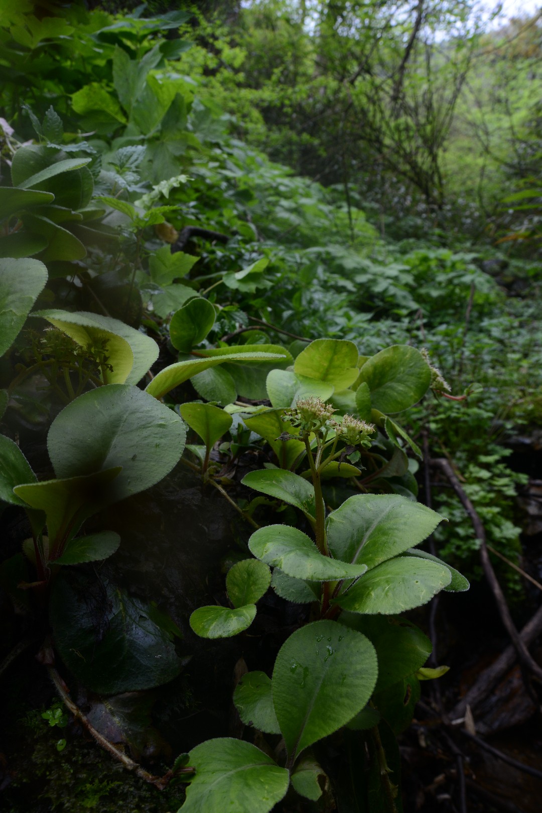 How to Plant and Grow Giant golden saxifrage(Chrysosplenium macrophyllum)