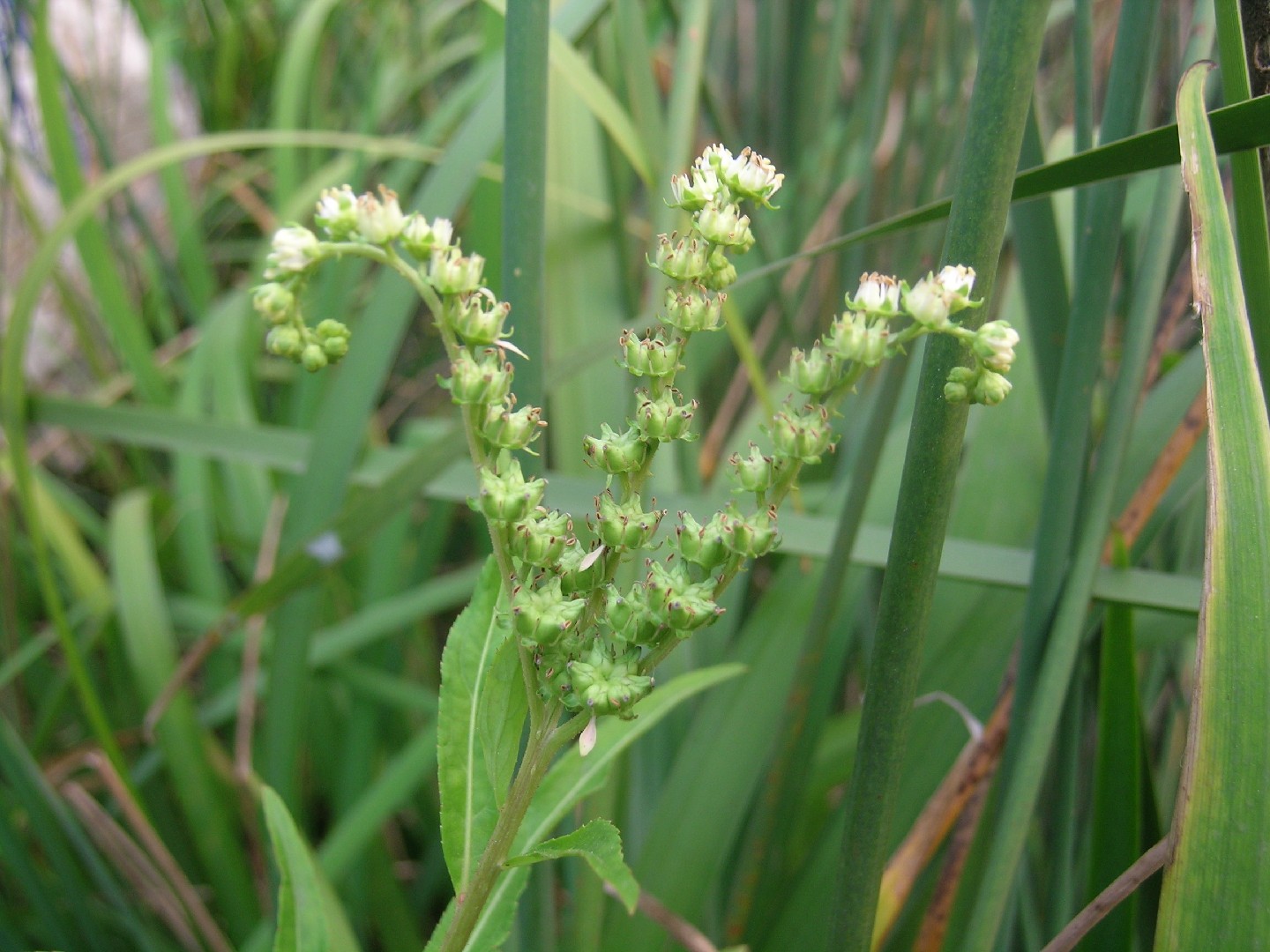 Penthorum chinense - PictureThis