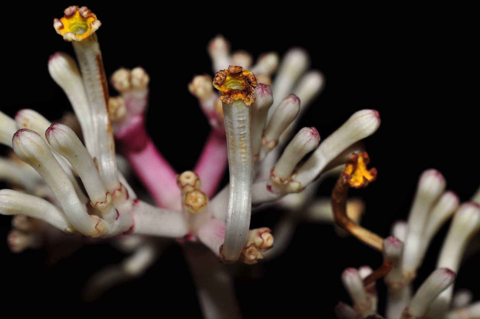 Curved flower woody chassalia (Chassalia curviflora) Flower, Leaf, Care ...
