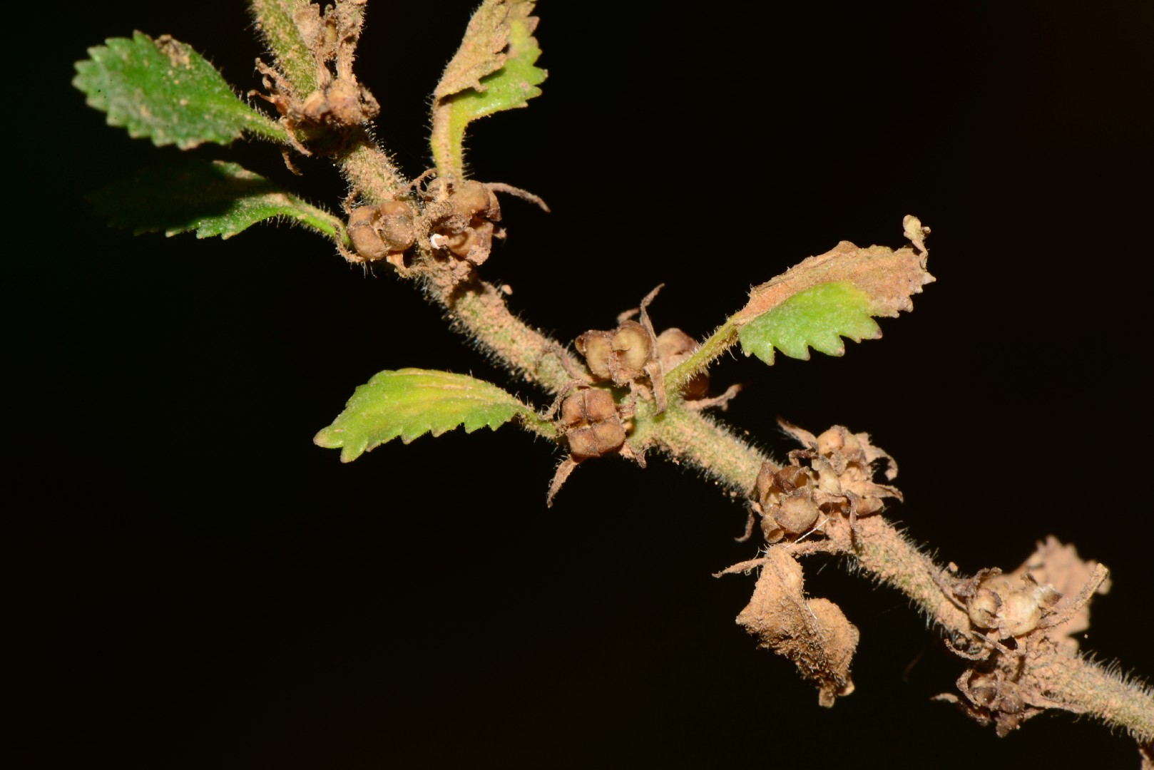 Stemodia verticillata - PictureThis