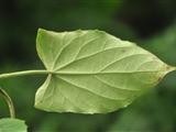 Parabaena sagittata - PictureThis