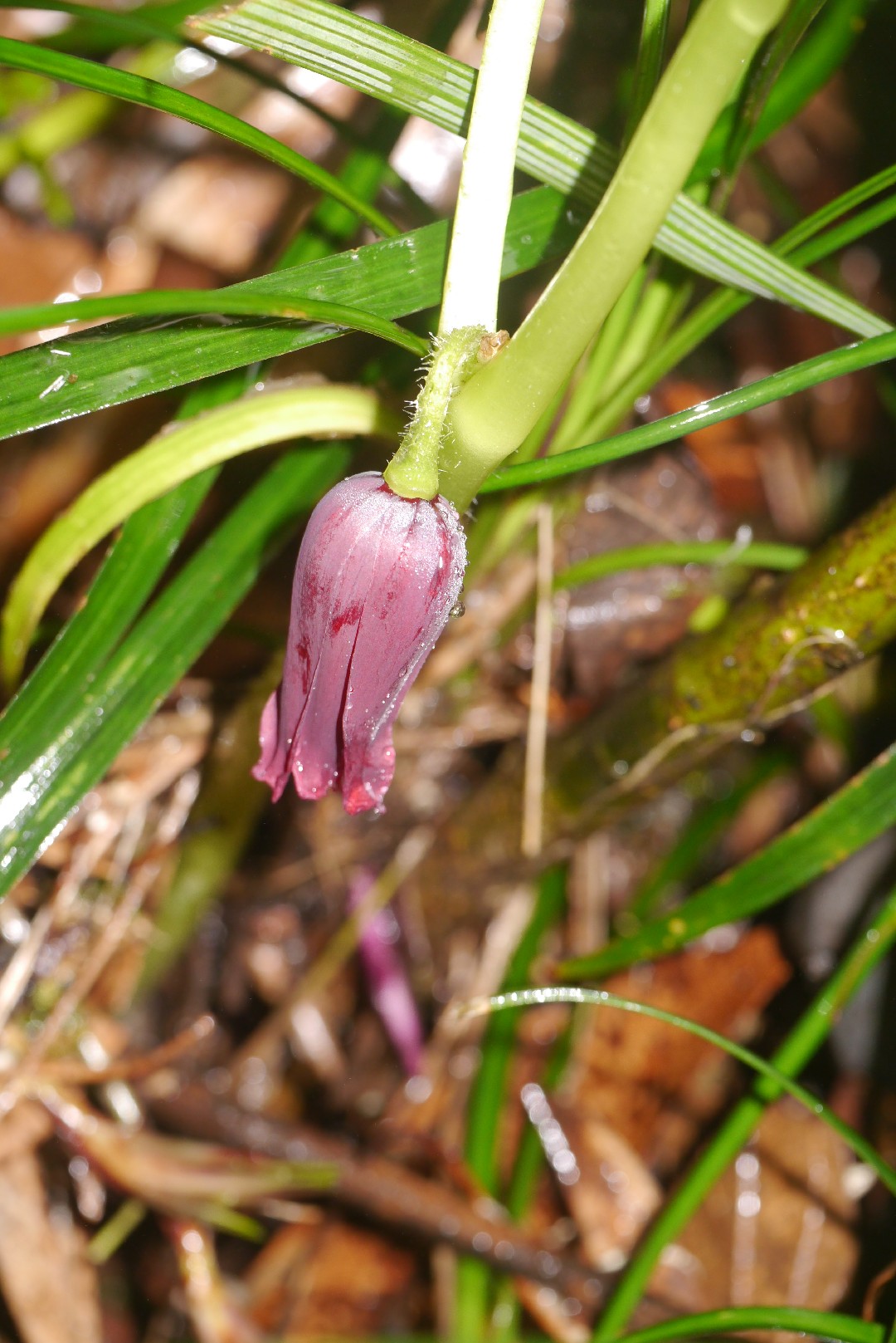 Podophyllum delavayi - PictureThis
