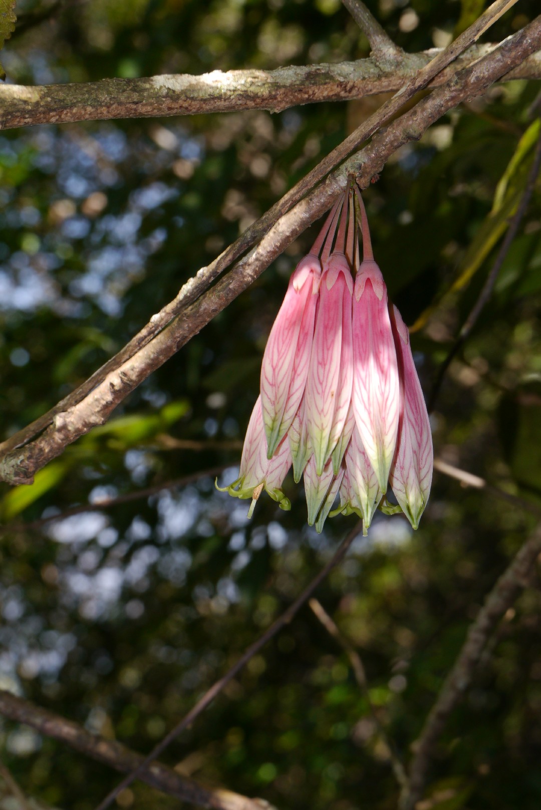 Agapetes burmanica - PictureThis