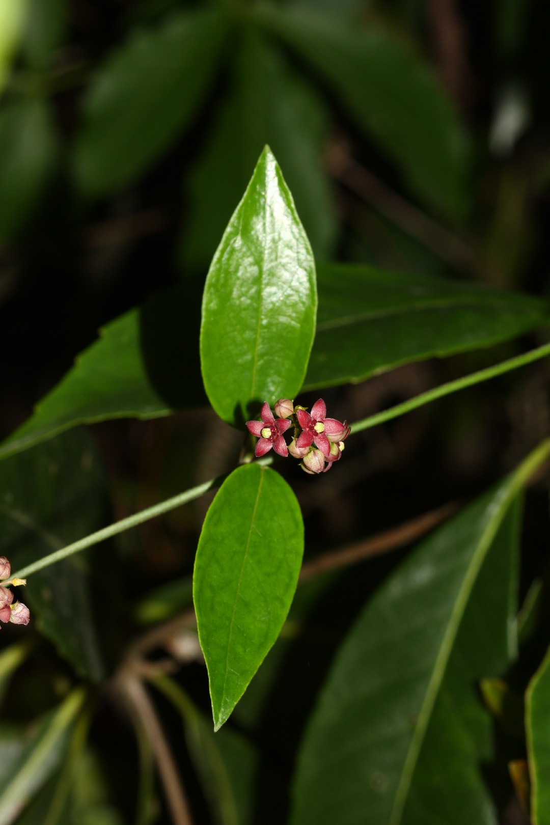 Tylophora silvestris - PictureThis