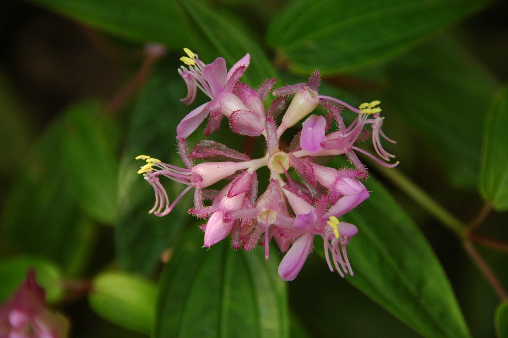 Fordiophyton faberi Flower, Leaf, Care, Uses - PictureThis