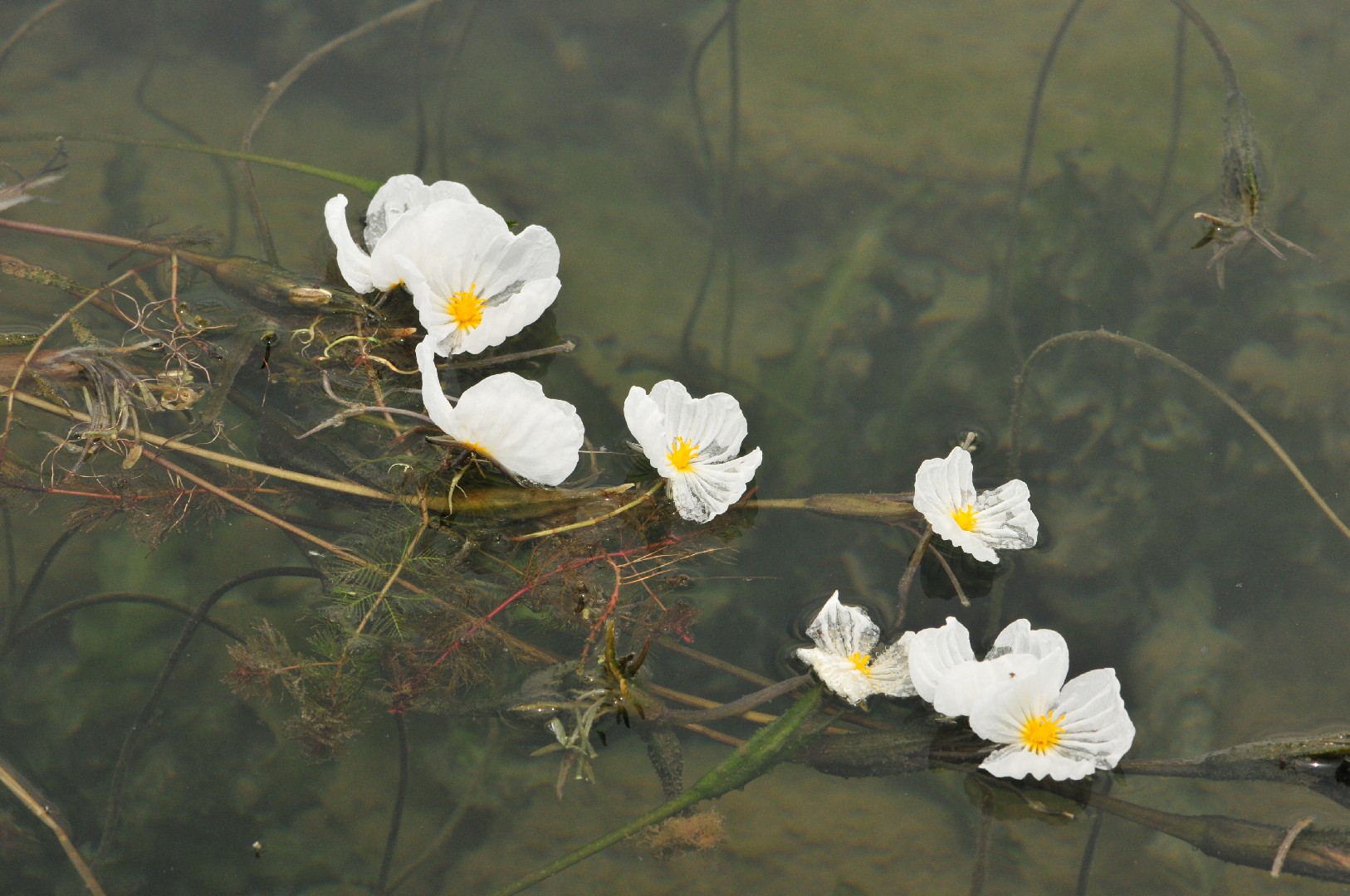 Ottelia acuminata - PictureThis
