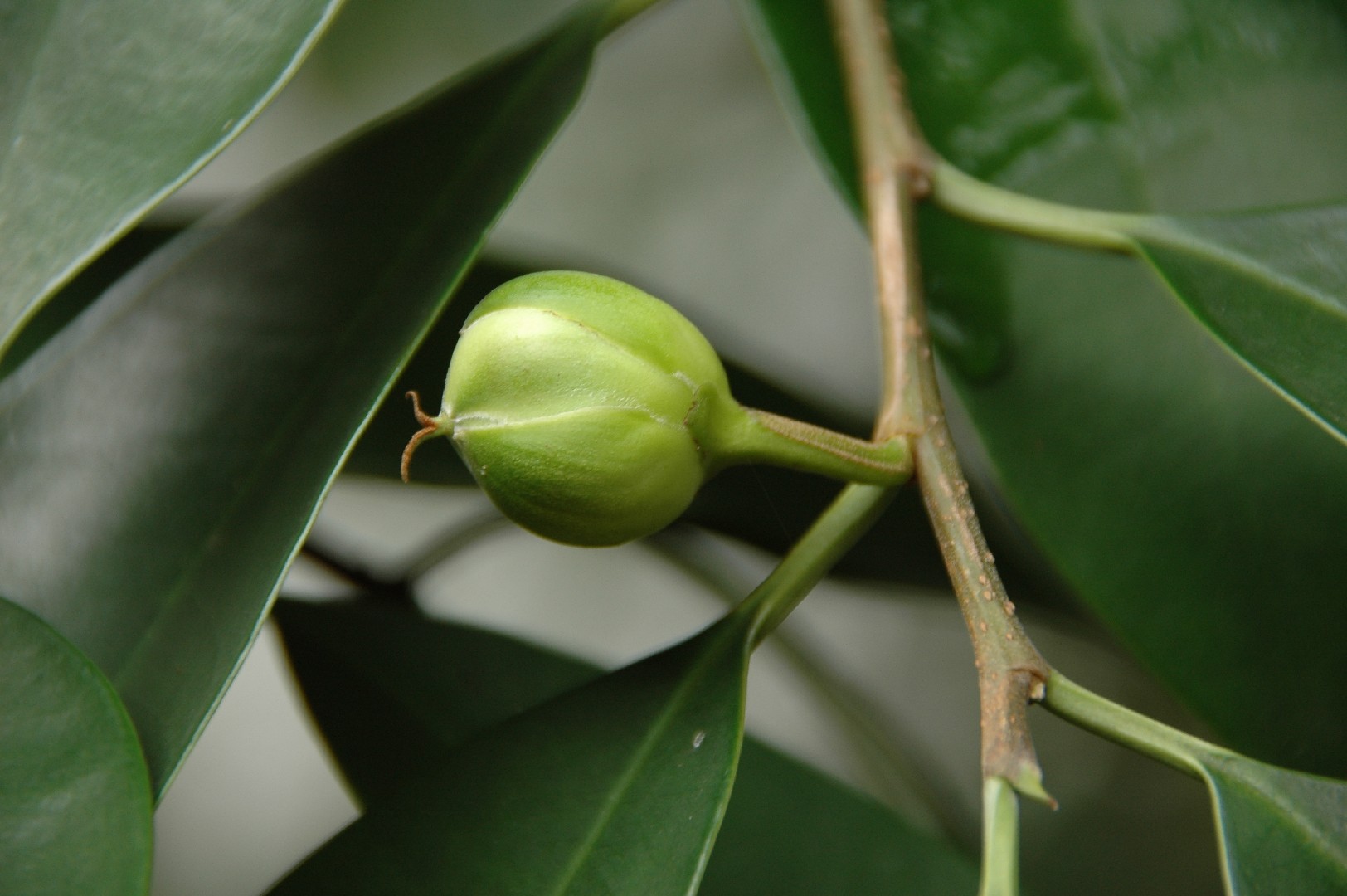 Streblus indicus - PictureThis