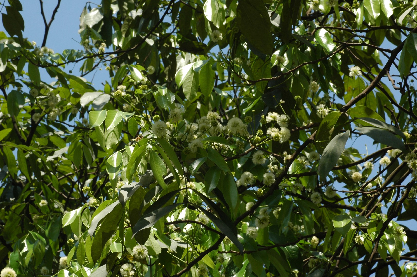 Ingá-cipó (Inga edulis) - PictureThis