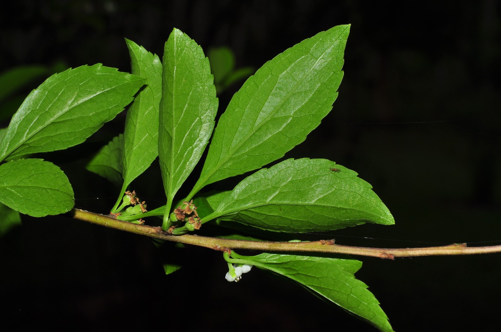 Ilex Care (Watering, Fertilize, Pruning, Propagation) - PictureThis