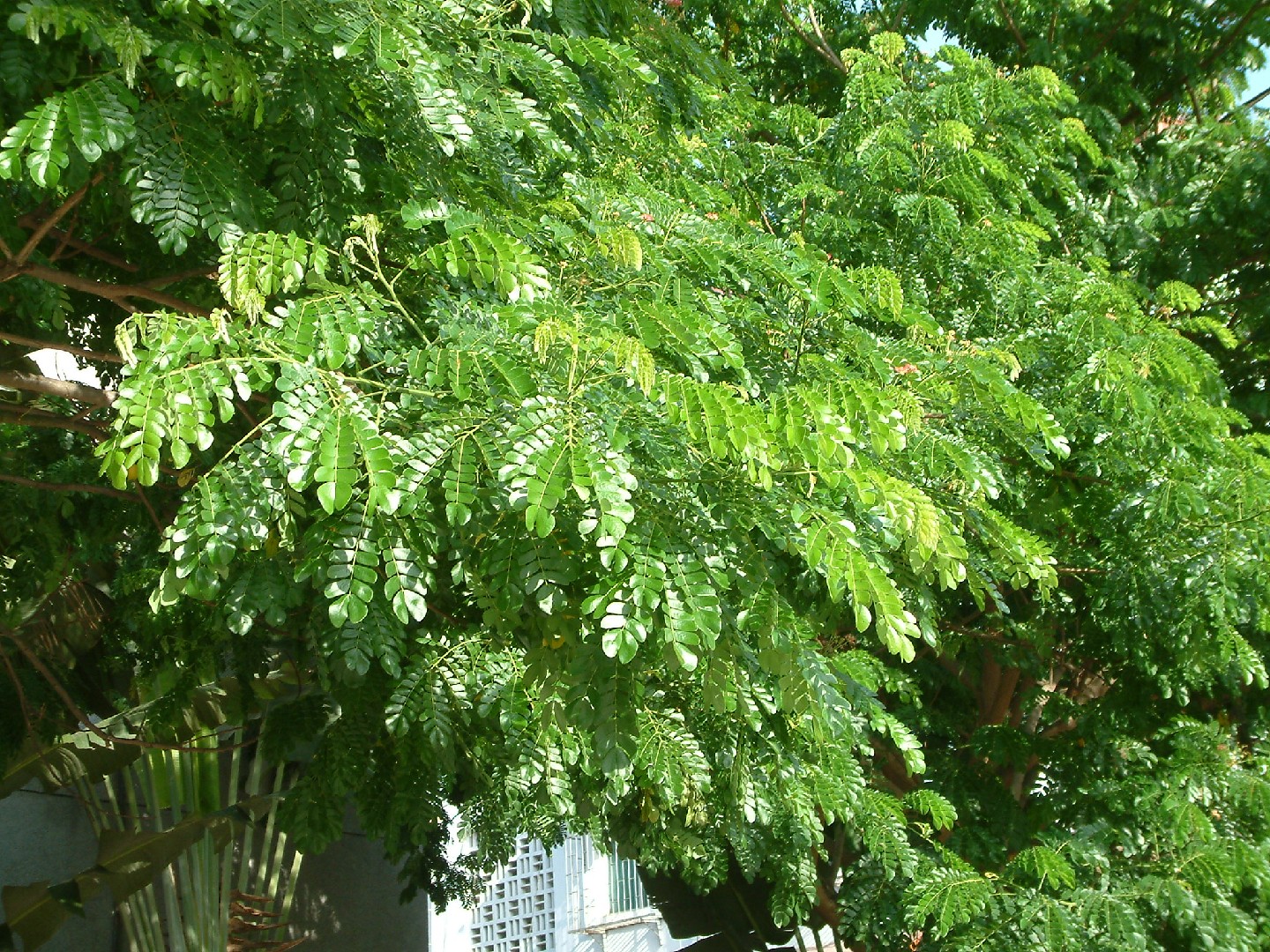 Rain Tree Albizia Saman Flower Leaf Care Uses PictureThis Rain Tree Albizia Saman Flower Leaf Care Uses PictureThis