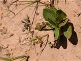 Cremanthodium ellisii - PictureThis