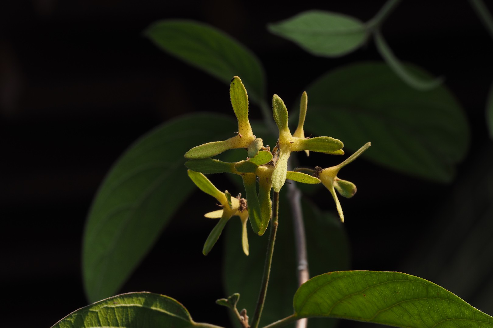 Plagiopteron Care (Watering, Fertilize, Pruning, Propagation) - PictureThis