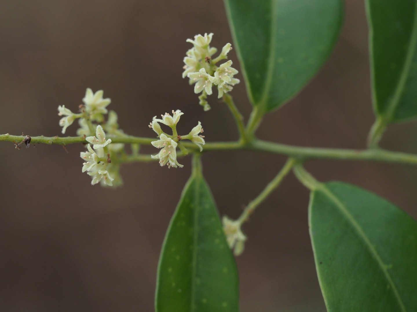 Embelia ribes - PictureThis