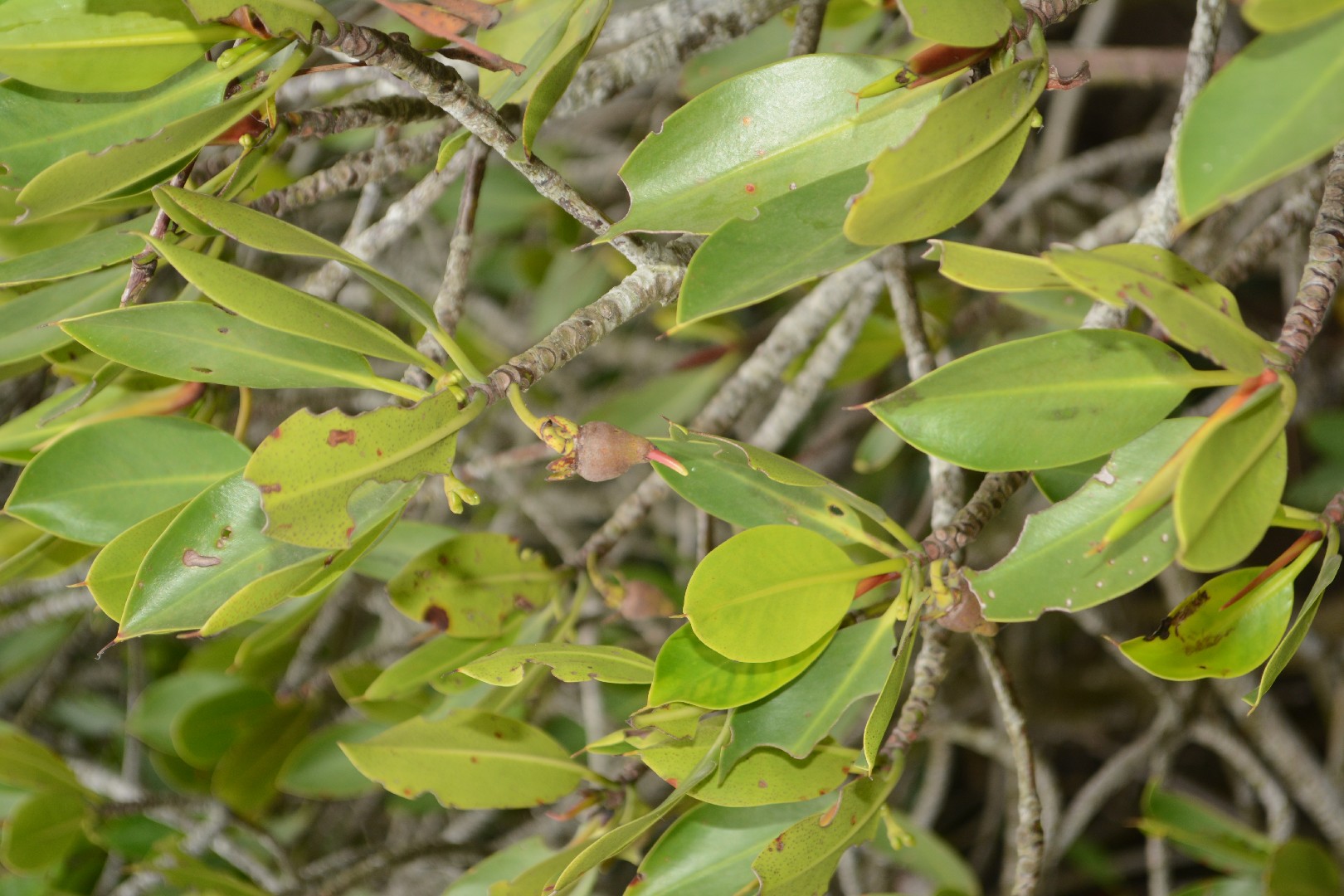 Ризофора (Rhizophora stylosa) - PictureThis