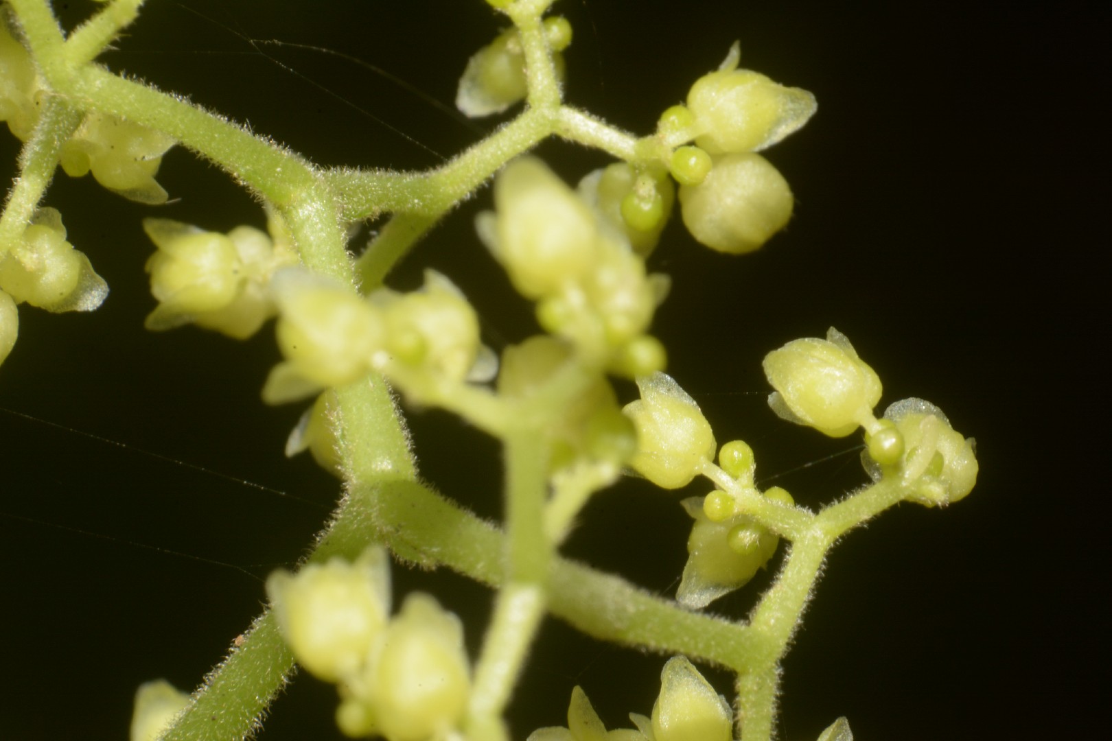 Parabaena sagittata - PictureThis
