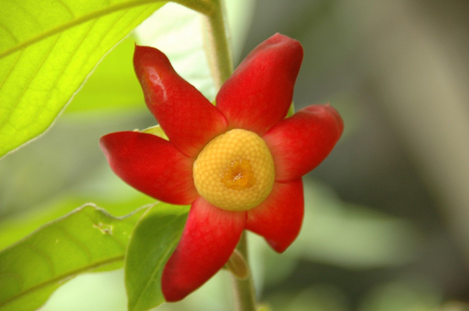 Uvaria grandiflora - PictureThis