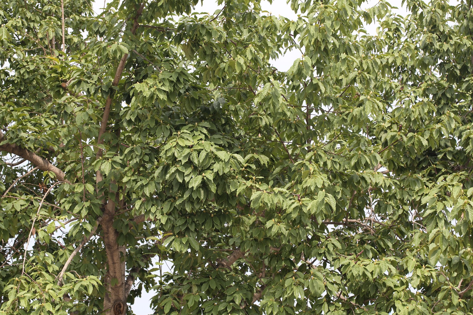 Yulan magnolia (Magnolia denudata) Flower, Leaf, Care, Uses - PictureThis