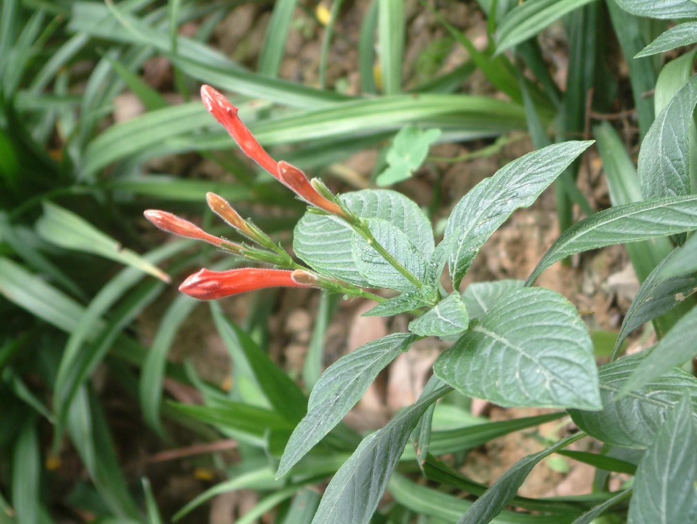 루엘리아 엘레강스 (Ruellia elegans) - PictureThis