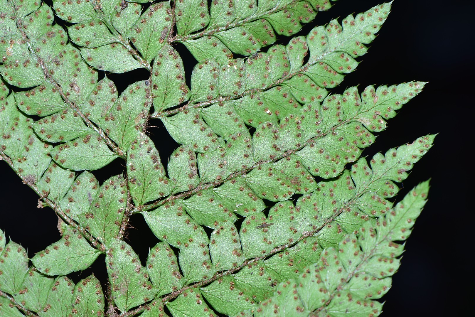 Two-color-scale holly fern (Polystichum pseudomakinoi) Flower, Leaf ...