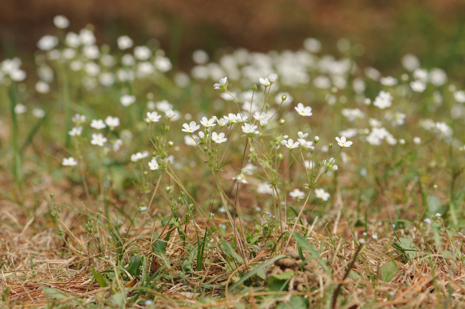 Androsace umbellata - PictureThis