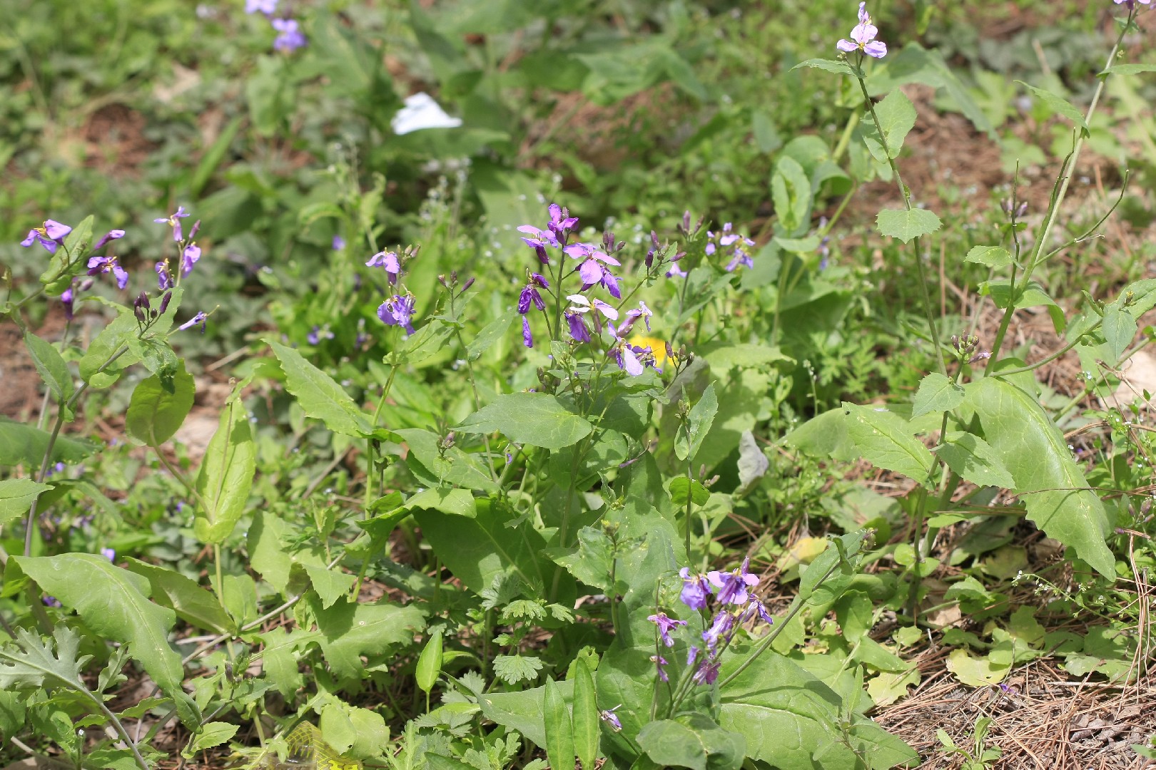 Chinese violet cress Care (Watering, Fertilize, Pruning, Propagation ...