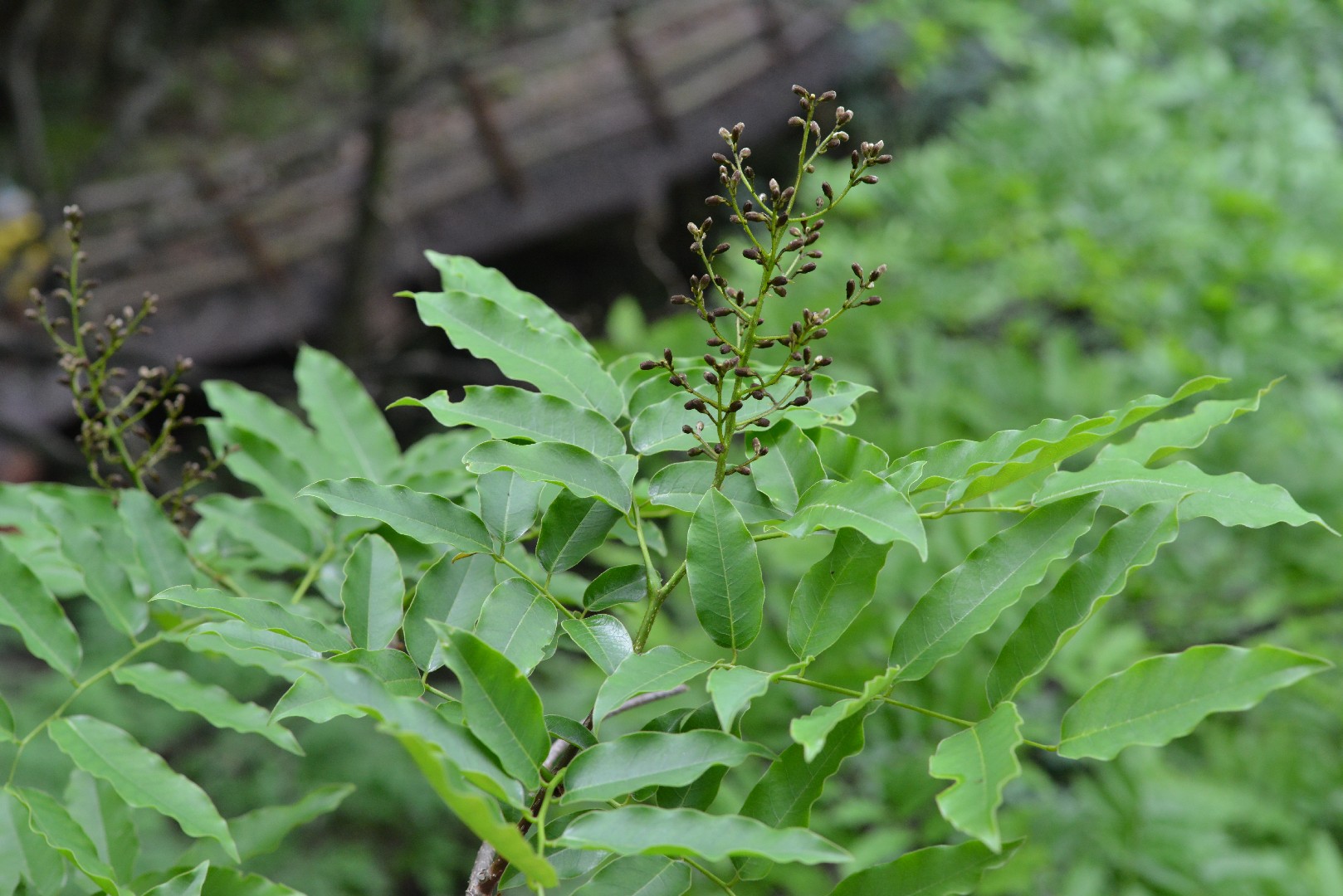 Cladrastis wilsonii - PictureThis