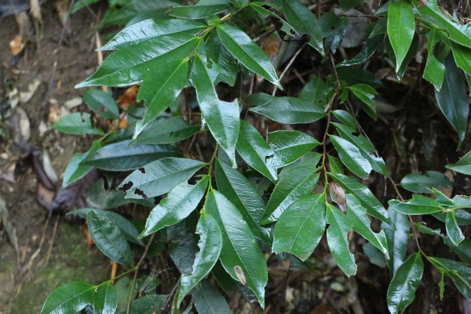 Eurya muricata - PictureThis