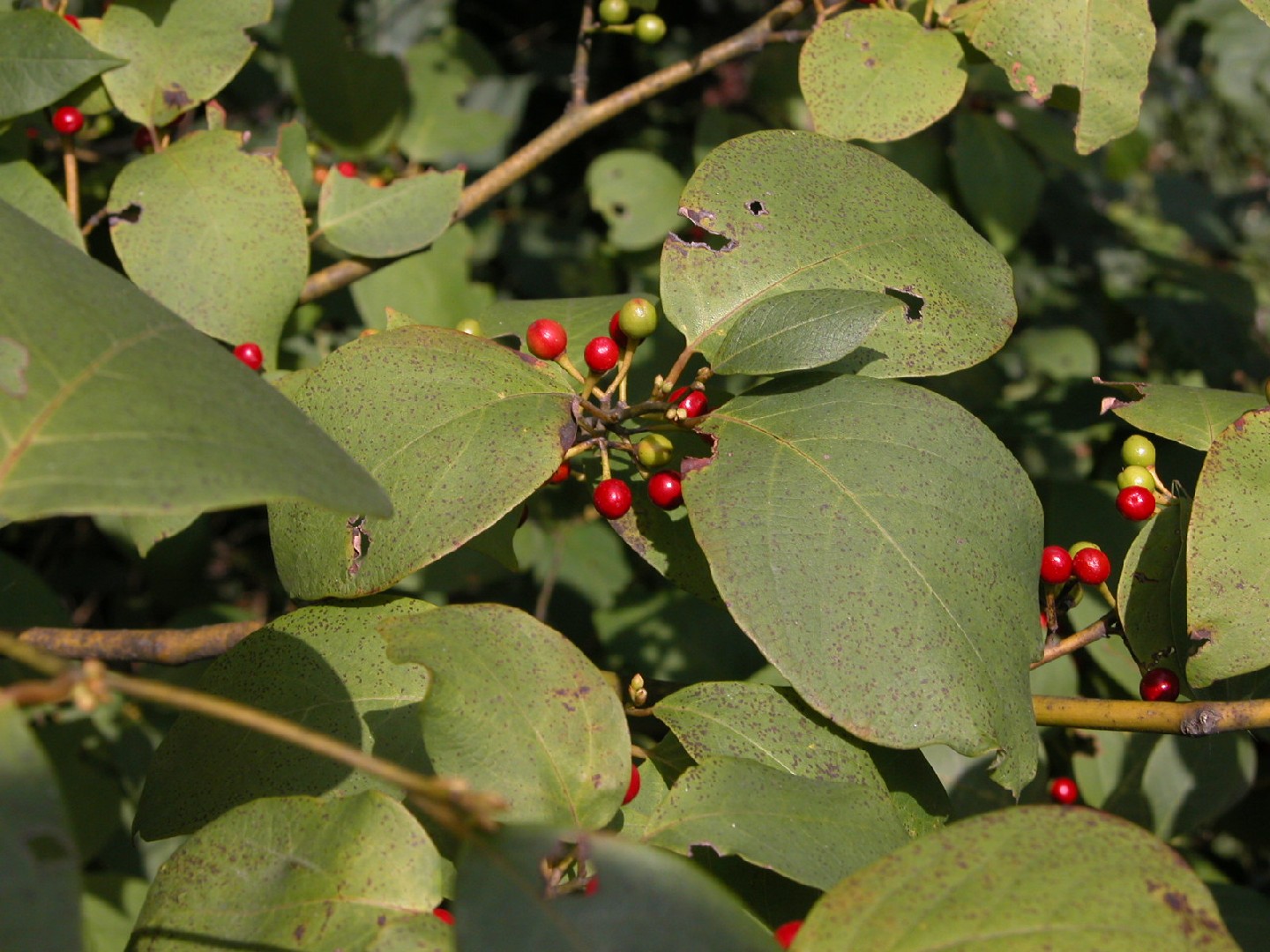 Lindera reflexa - PictureThis