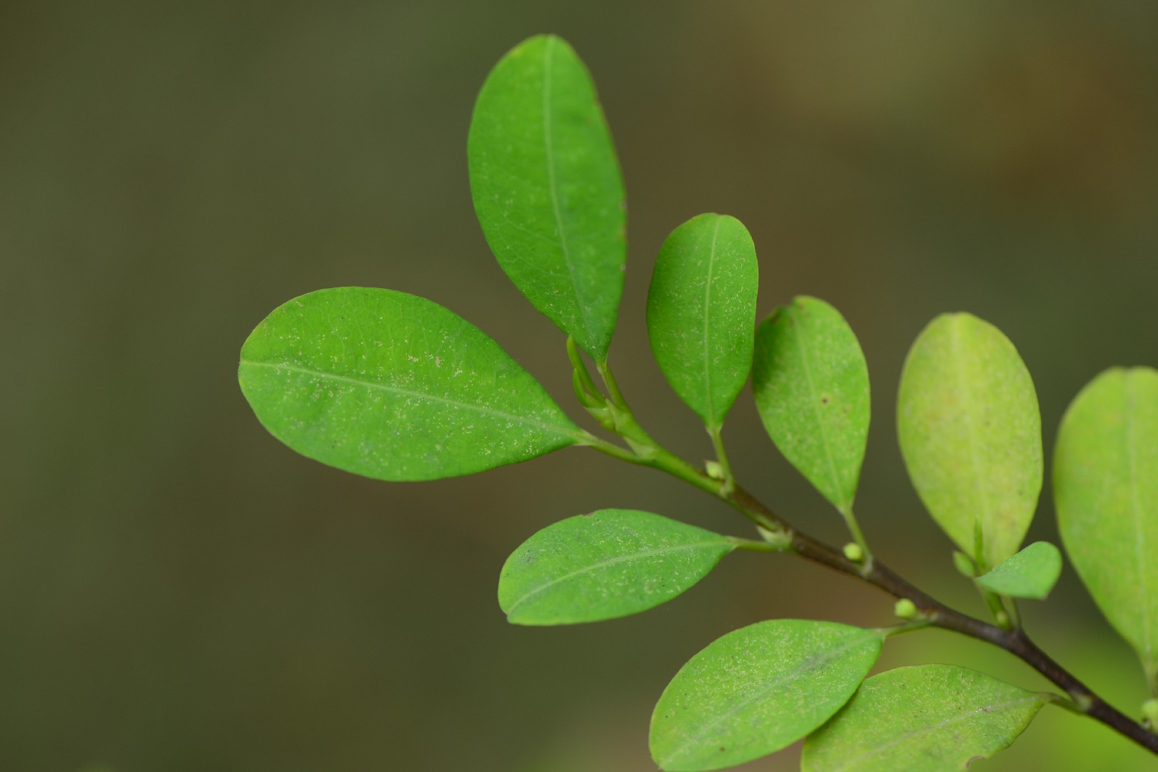 Coca (Erythroxylaceae) Flower, Leaf, Care, Uses - PictureThis