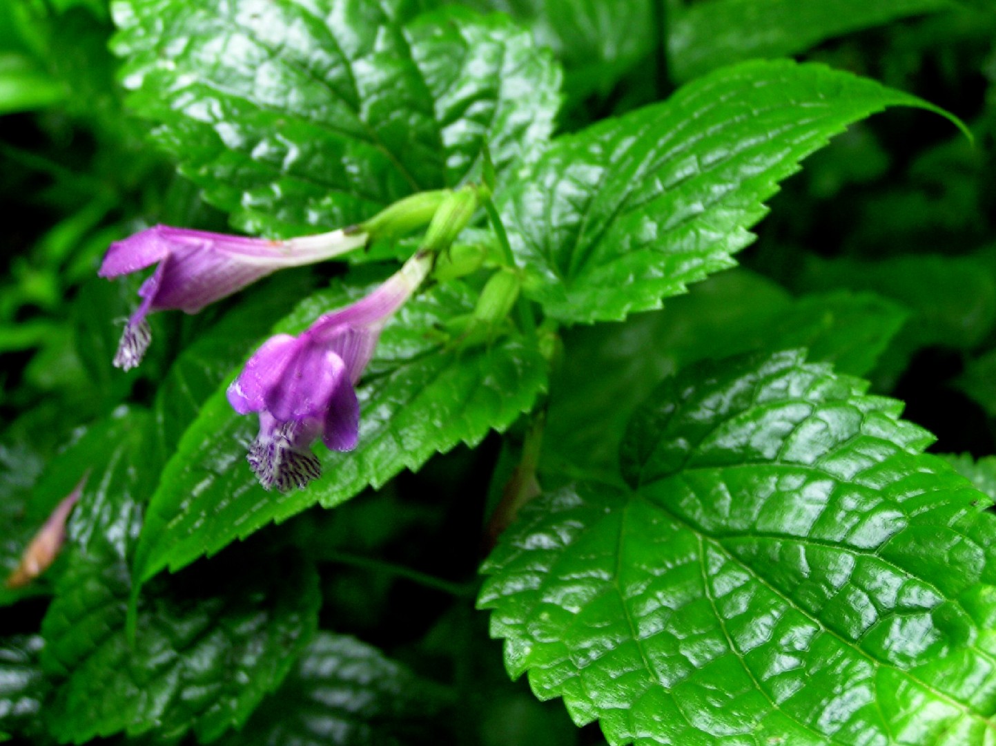 Japanese dead nettle (Meehania fargesii) Flower, Leaf, Care, Uses ...