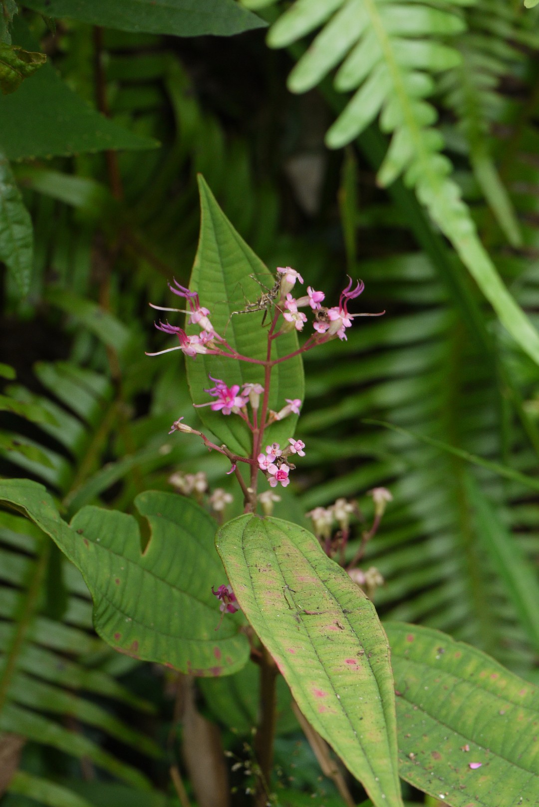 Blastus pauciflorus - PictureThis