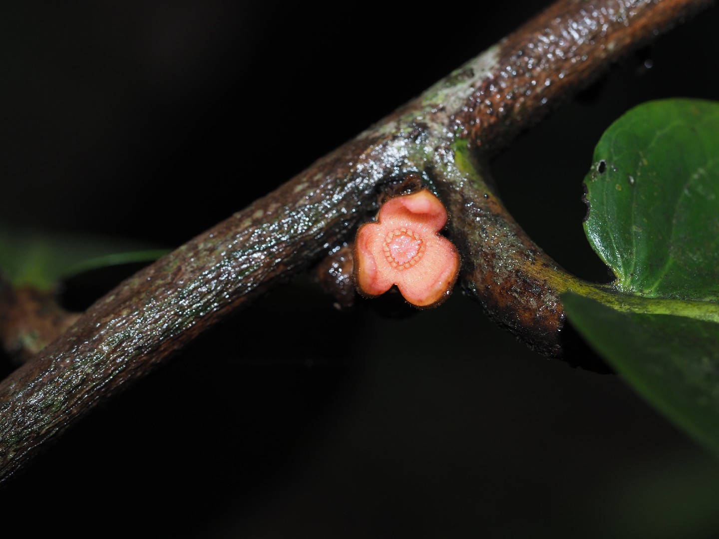 Knema tenuinervia 花言葉，毒性，よくある質問 - PictureThis