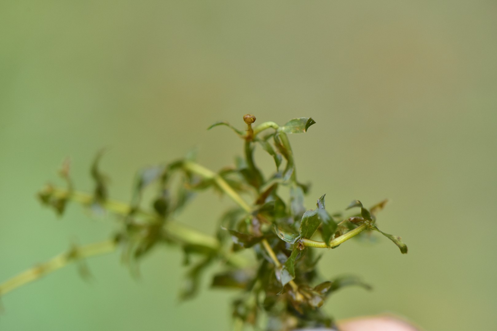 Mapa De Hydrilla Verticillata NParks | Hydrilla Verticillata