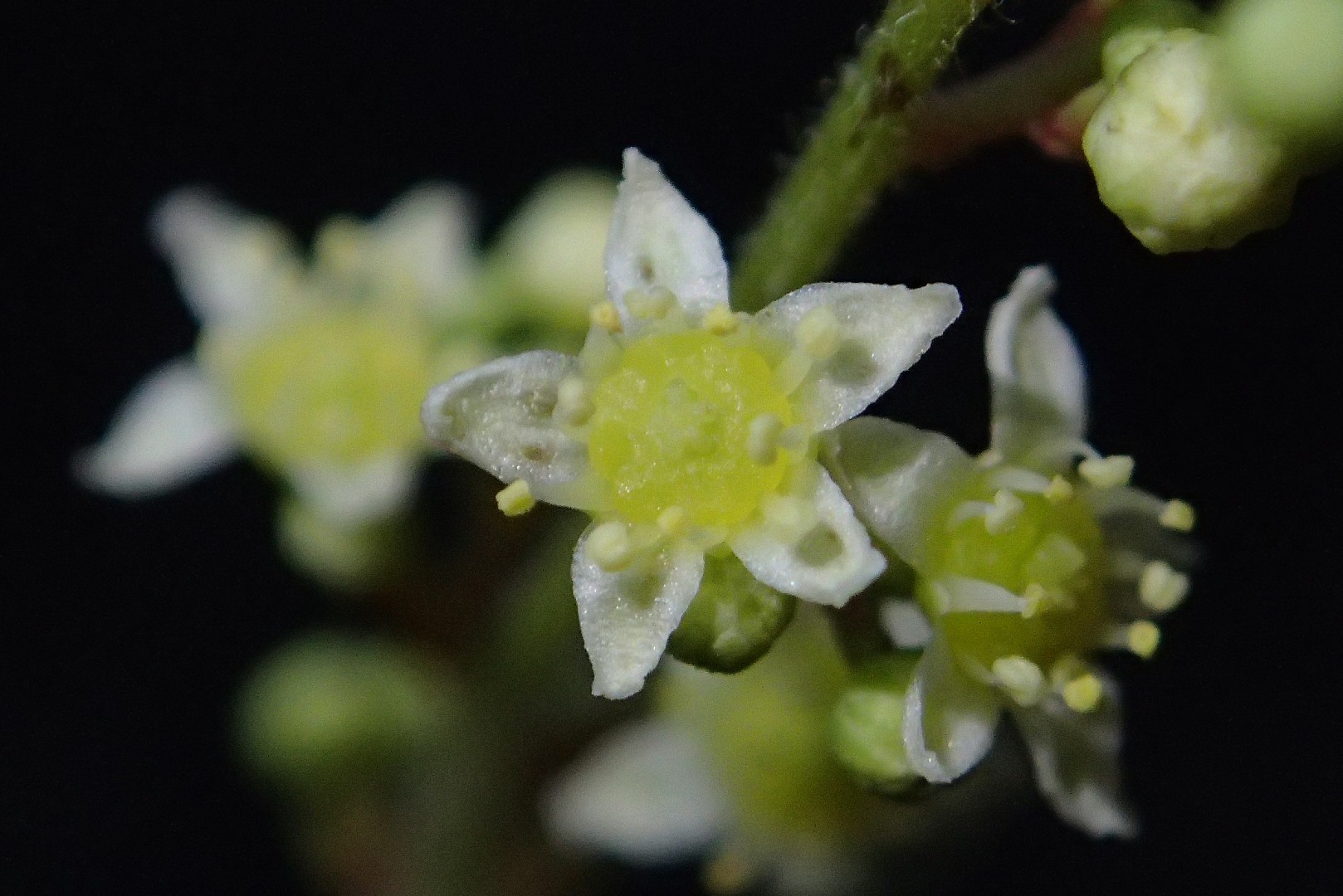 Pegia Care (Watering, Fertilize, Pruning, Propagation) - PictureThis