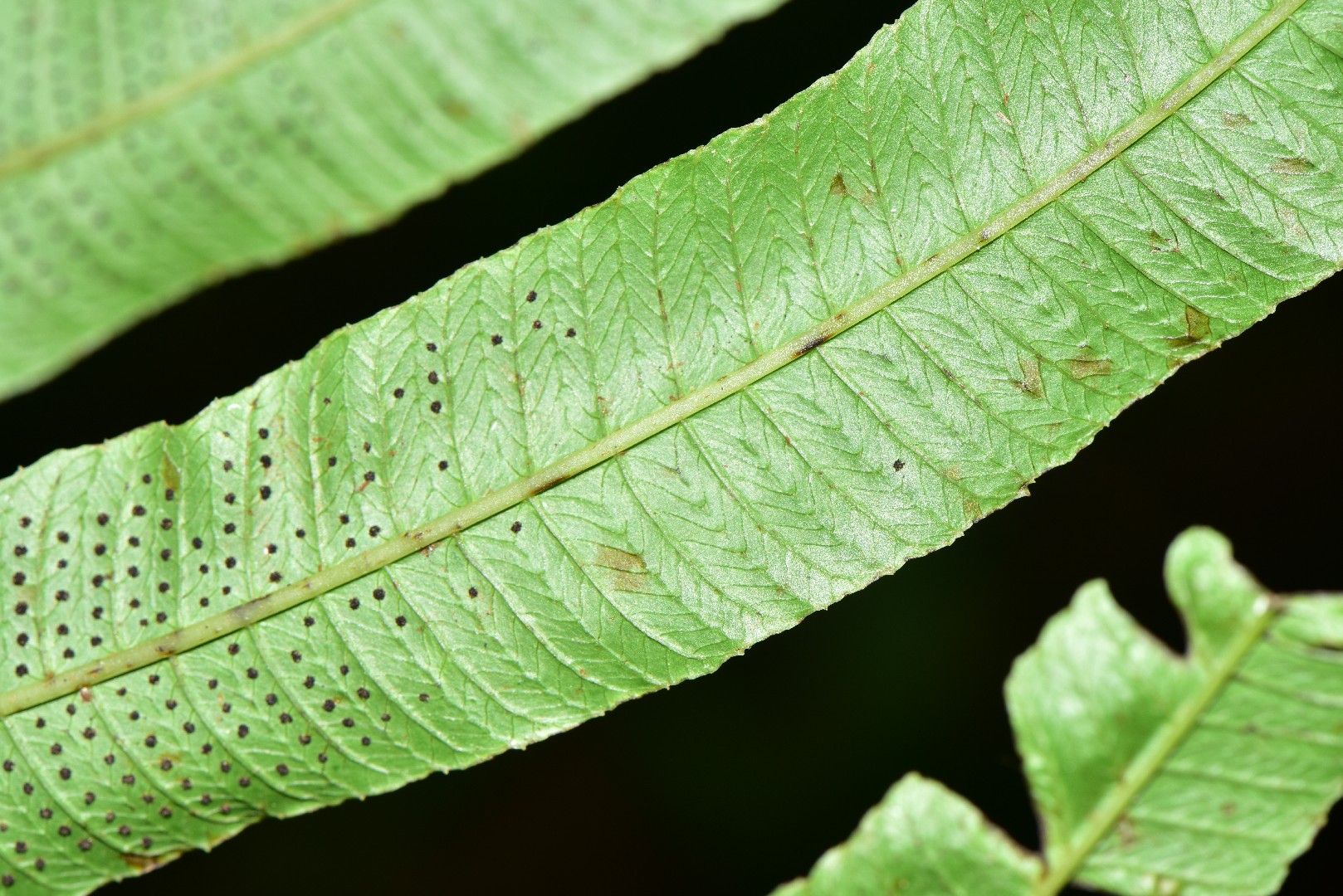 Pronephrium penangianum - PictureThis