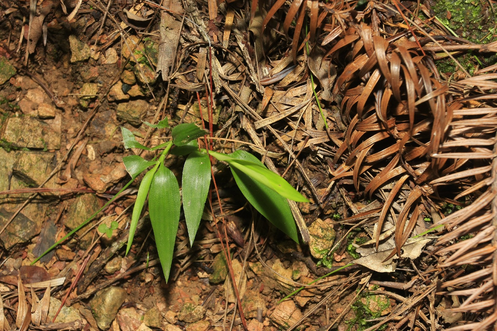 조릿대풀 (Lophatherum gracile) - PictureThis