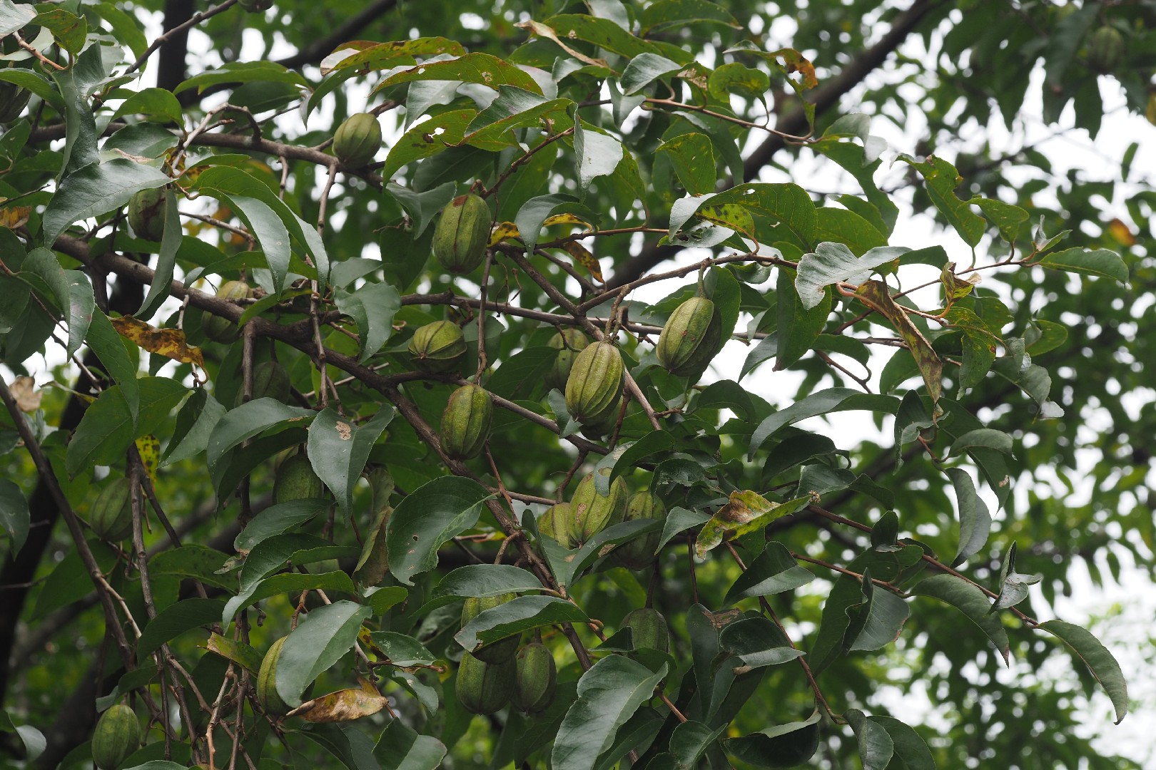 Reevesia (Reevesia) Flower, Leaf, Care, Uses - PictureThis