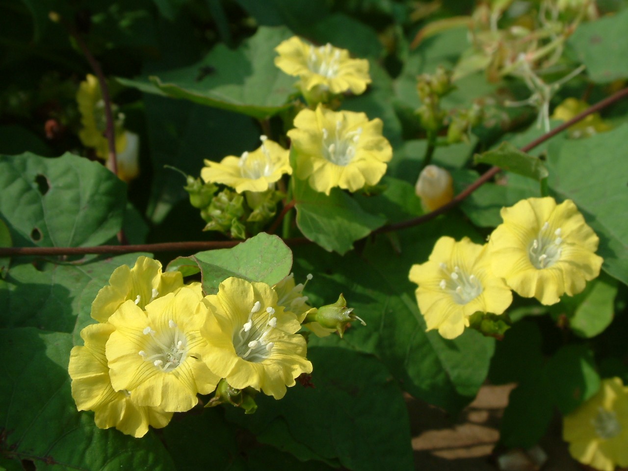 Ivy woodrose (Merremia hederacea) Flower, Leaf, Care, Uses - PictureThis