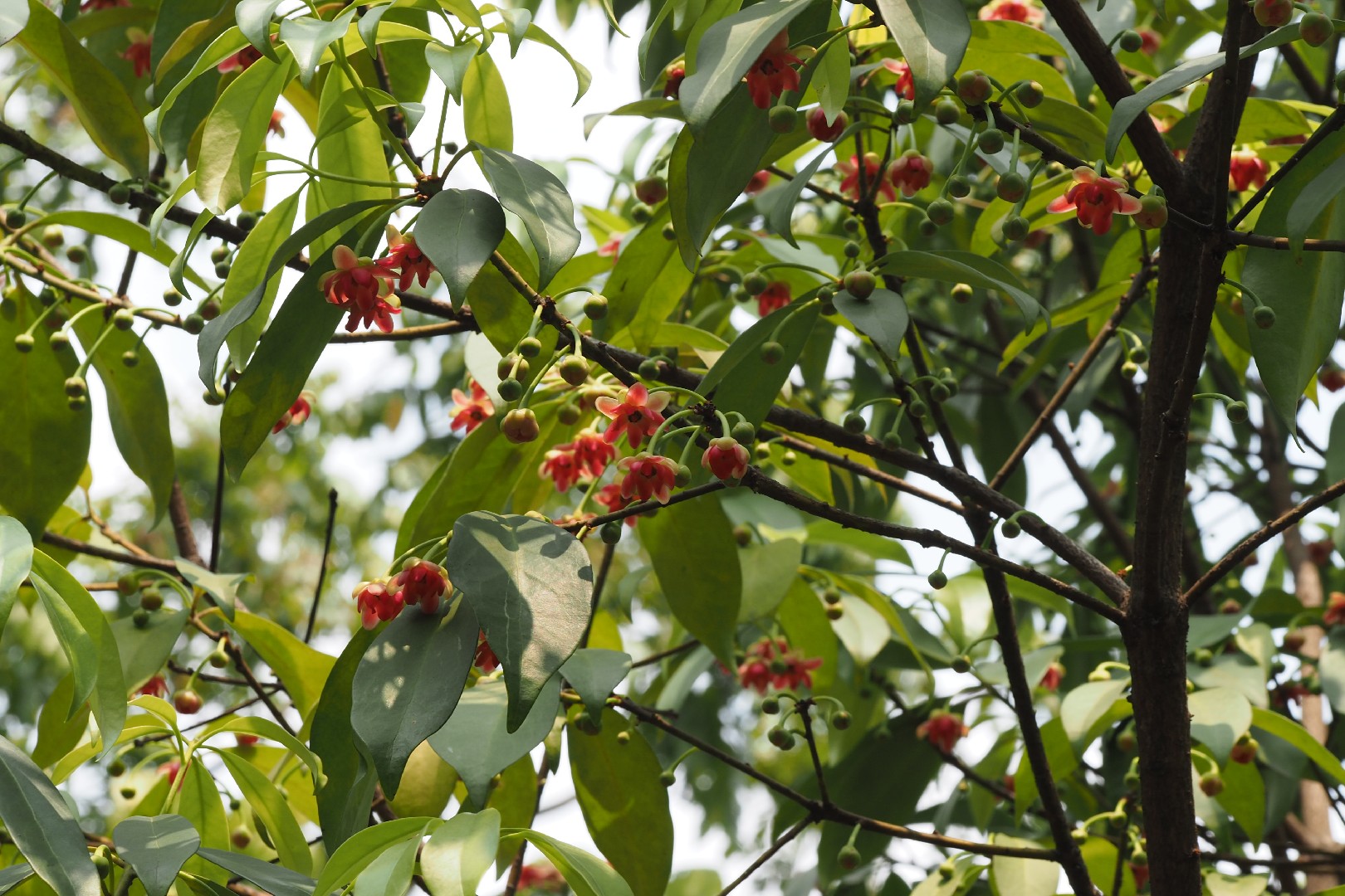 Illicium lanceolatum - PictureThis