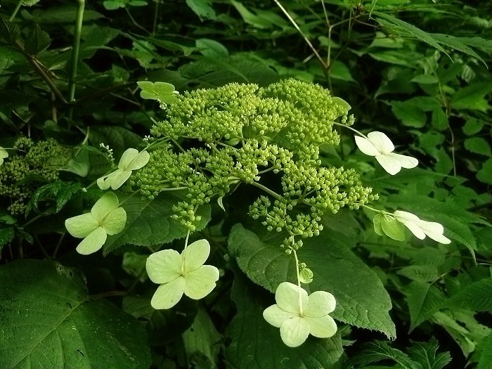 Hydrangea longipes - PictureThis