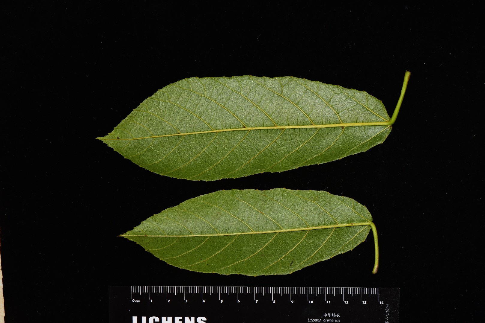 Craigia yunnanensis - PictureThis