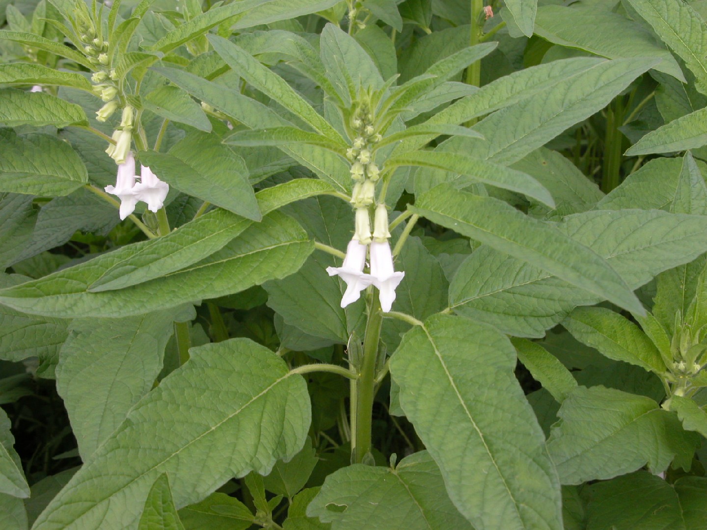 Sim sim (Sesamum indicum) Flower, Leaf, Care, Uses - PictureThis