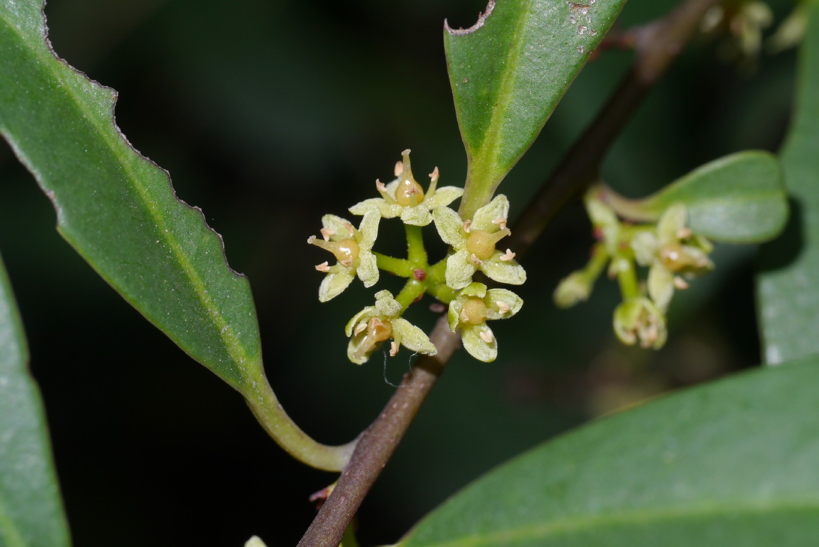 Embelia laeta - PictureThis