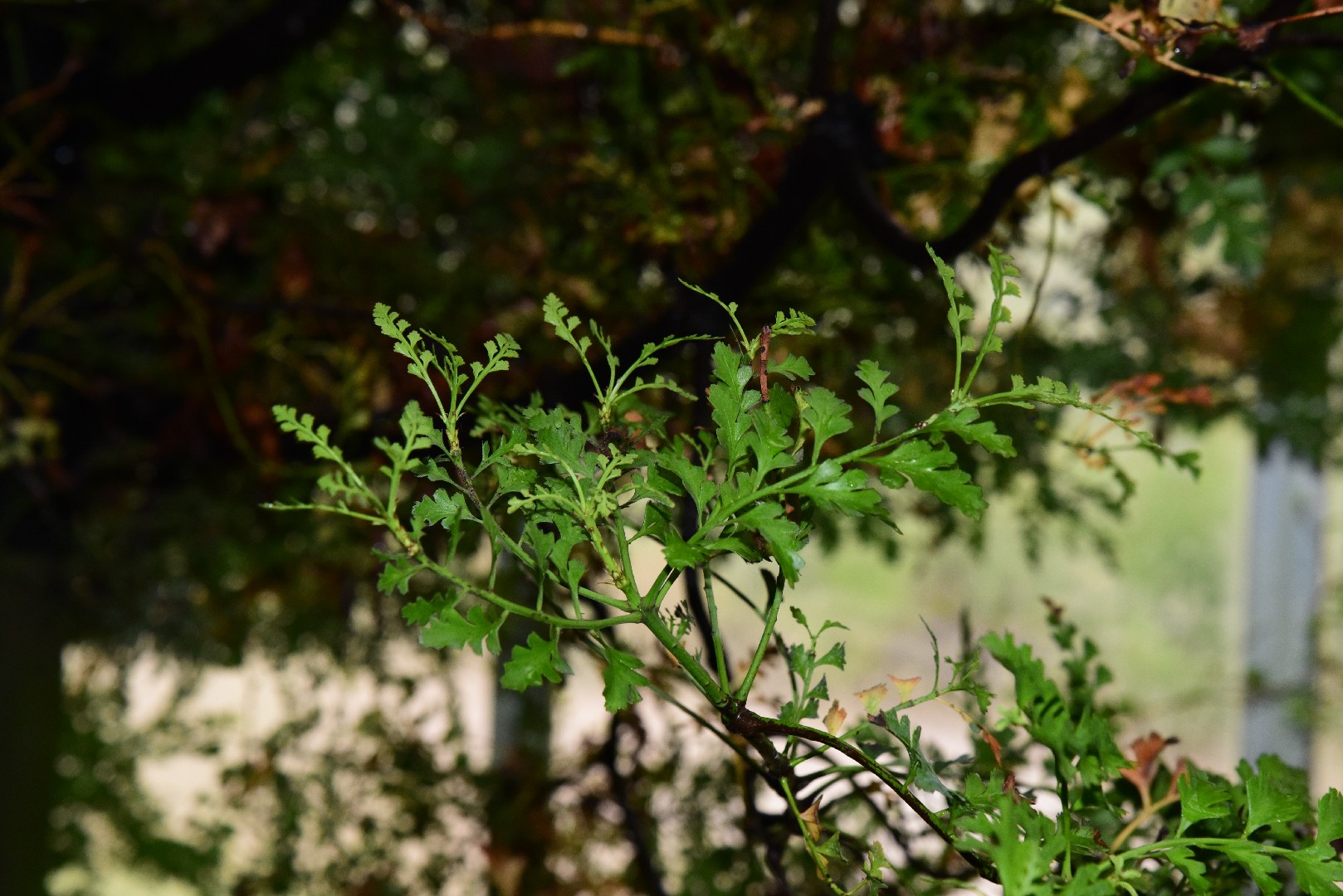 How to Plant and Grow Celery pine(Phyllocladus trichomanoides)