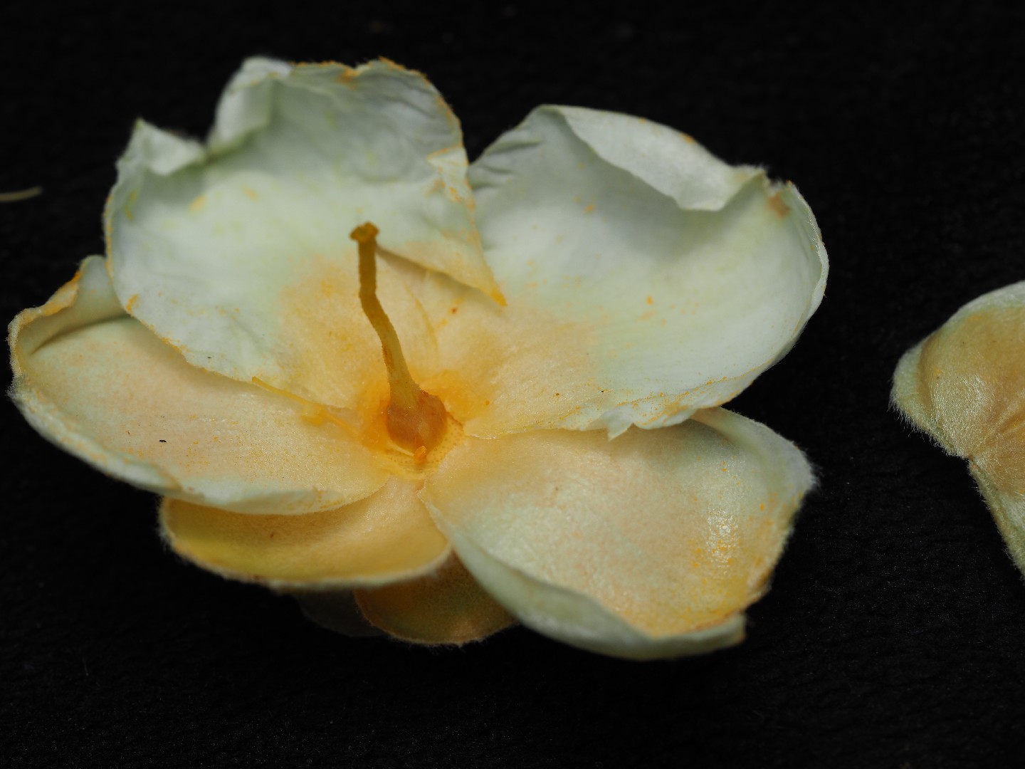 Common tutcheria (Pyrenaria spectabilis) Flower, Leaf, Care, Uses ...