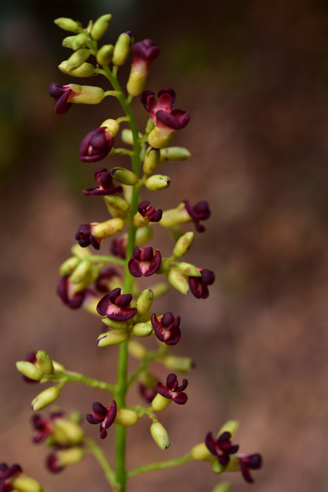 Spatholobus suberectus - PictureThis