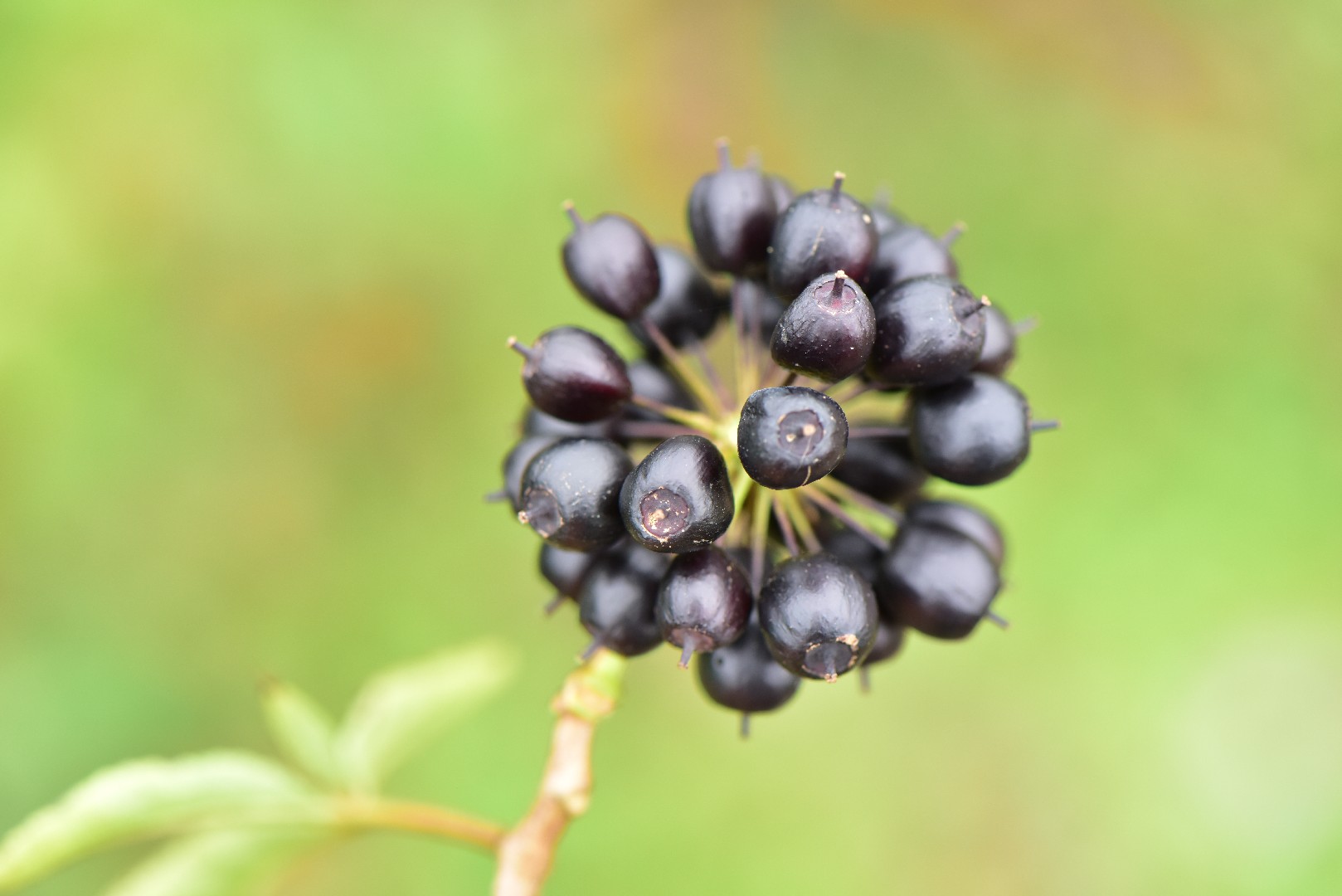 Eleutherococcus henryi - PictureThis